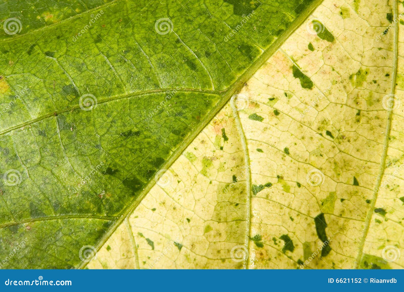 Abstract Leave Texture stock photo. Image of material - 6621152