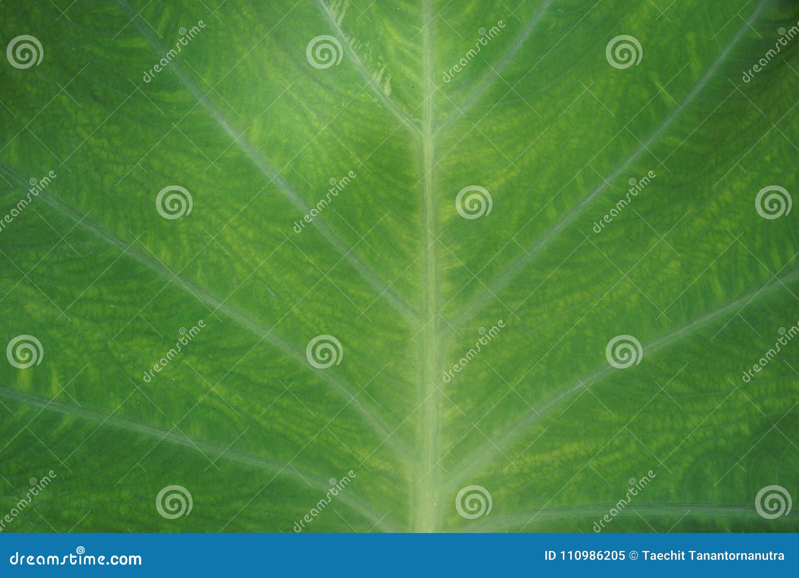 Abstract leave texture stock image. Image of botany - 110986205