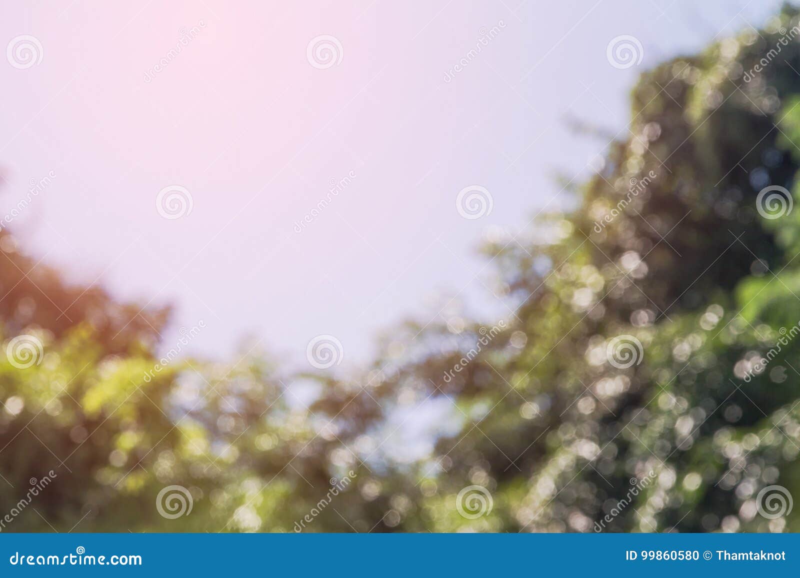 Abstract, Leaves, Grass, Bright and Sunlight in the Background. Focus ...