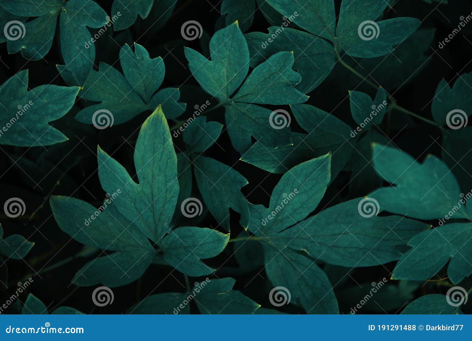 Abstract Leaves Nature Texture Background. Creative Layout for Design ...