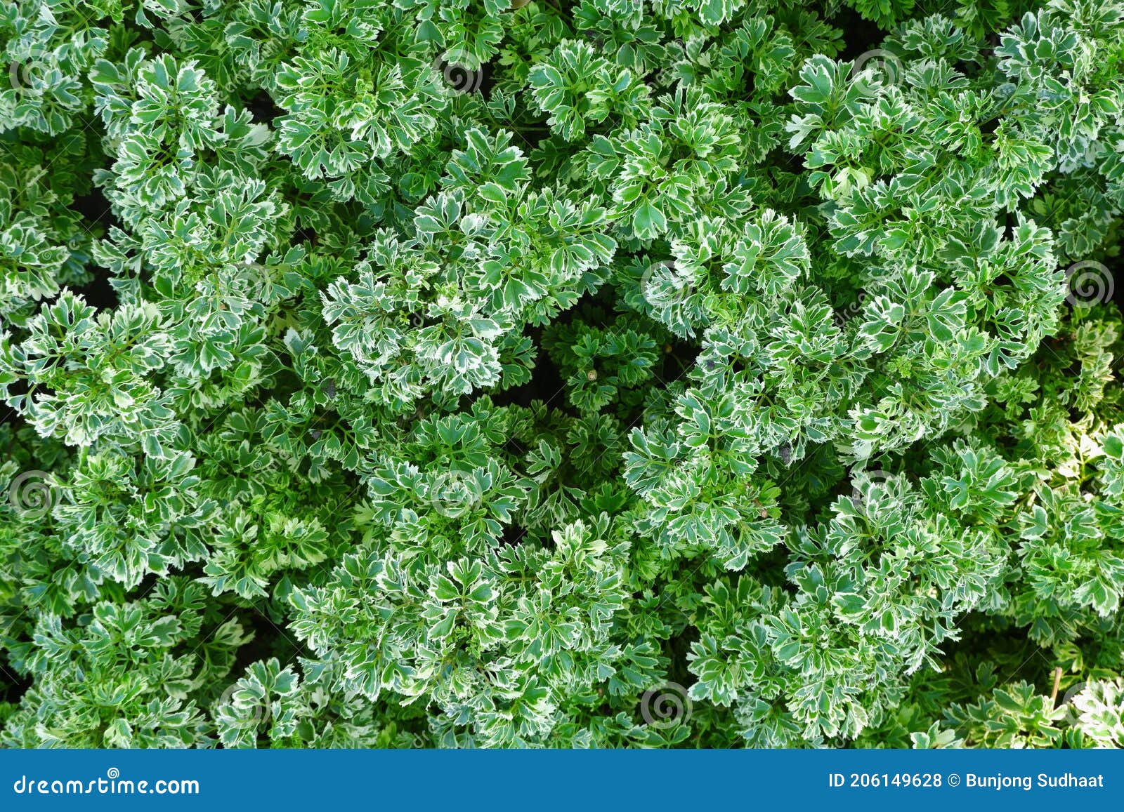 Abstract Leaves of Polyscias Sp. or Ming Aralia for Background Stock ...