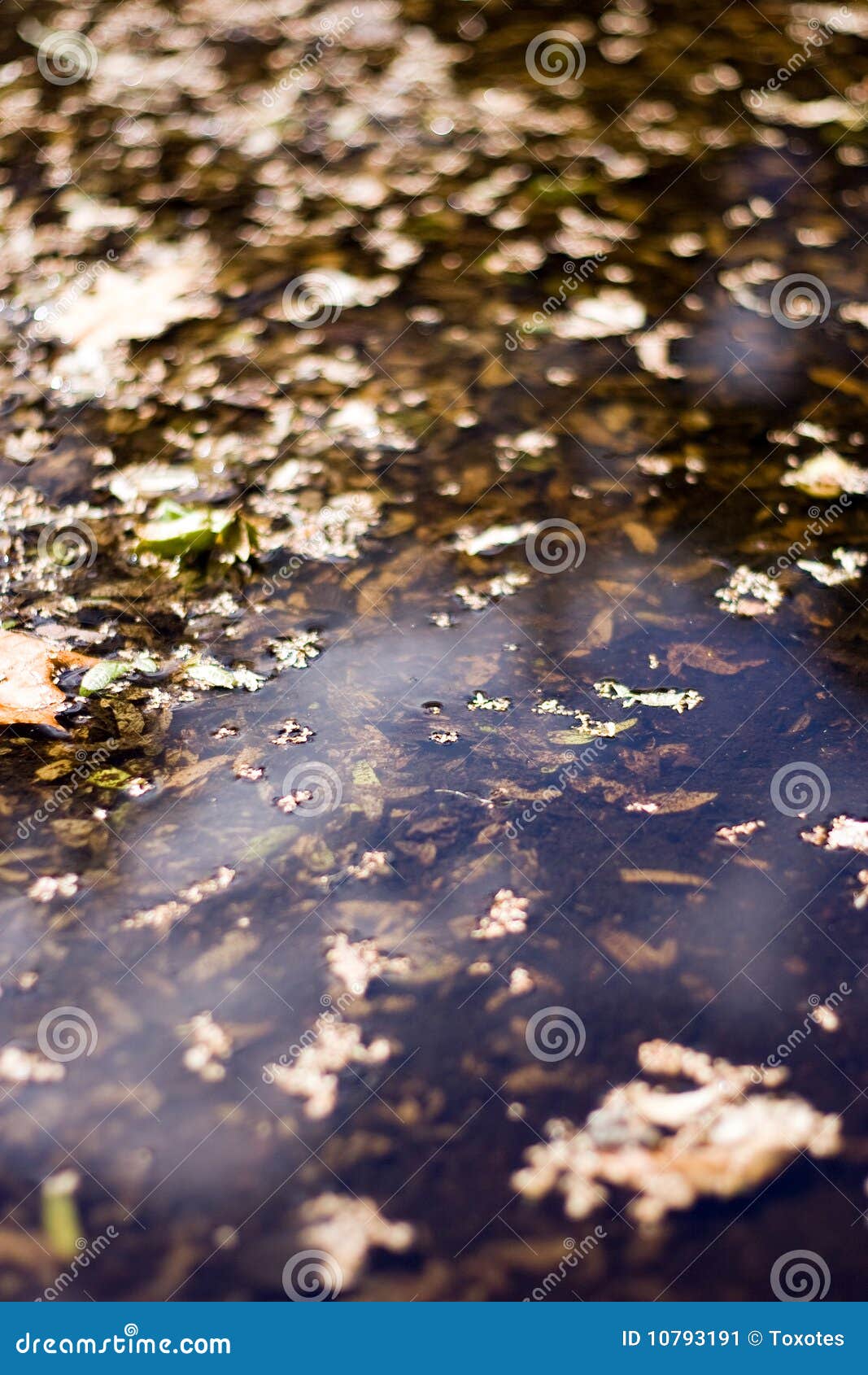 Abstract Puddle Background, Reflection In A Puddle Of Umbrella And ...