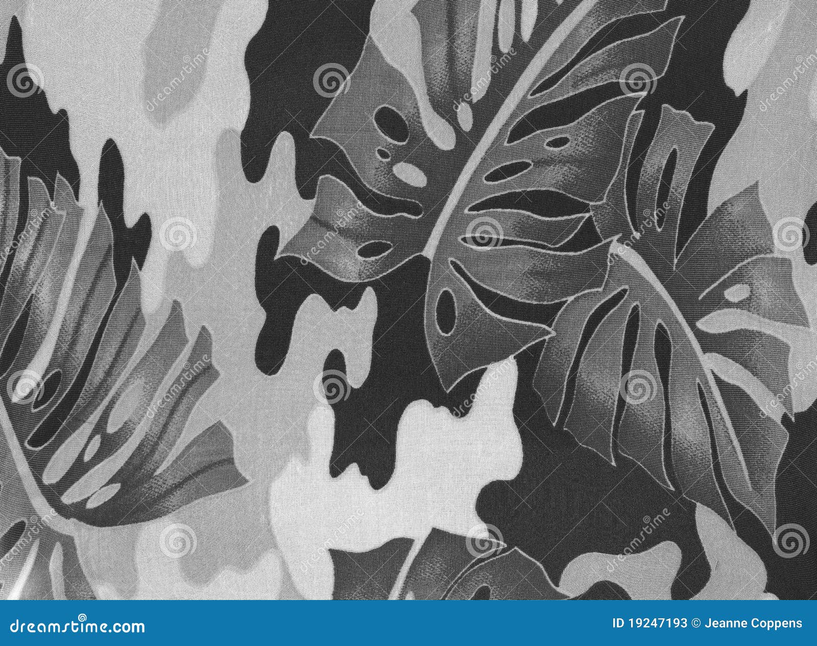 Abstract Leaves of Rubber-plant. Stock Image - Image of plant, lived ...