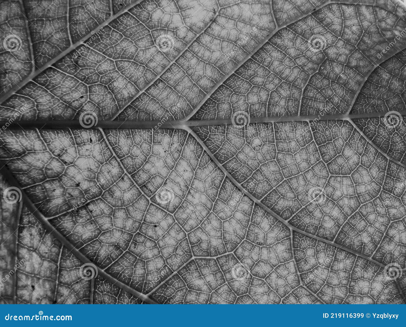 Abstract Leaves Texture Background Stock Image - Image of leaves, copy ...