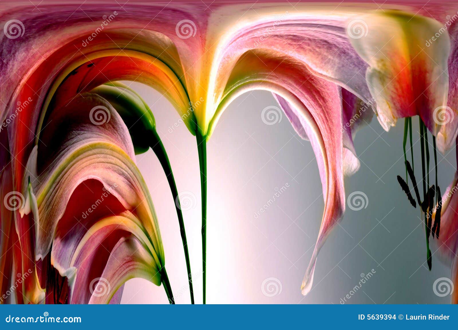 Abstract Lilly stock photo. Image of color, graphic, decor - 5639394