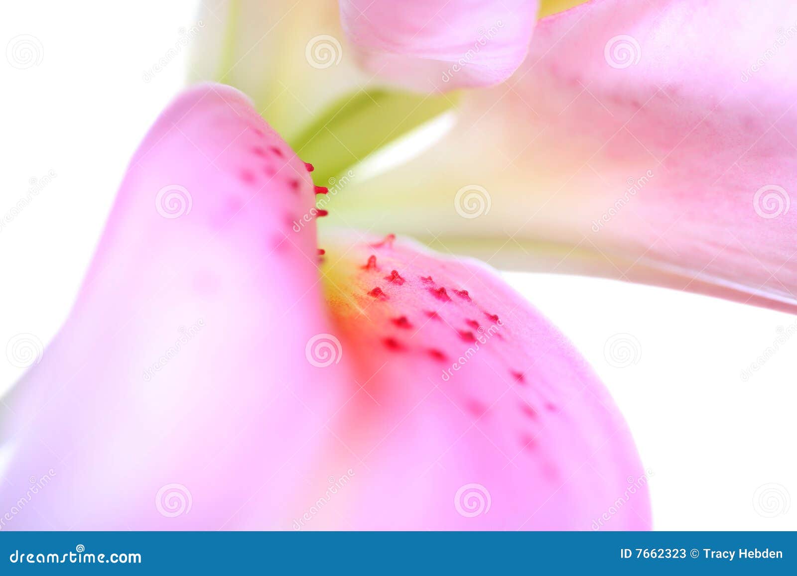 Abstract lily stock image. Image of floral, pink, artistic - 7662323