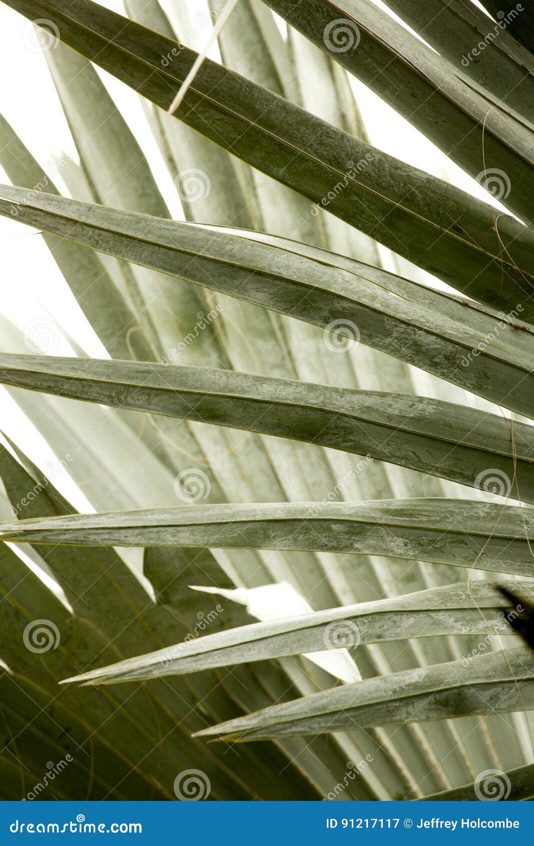 Overlapping Leaves Texture Stock Image | CartoonDealer.com #49581523