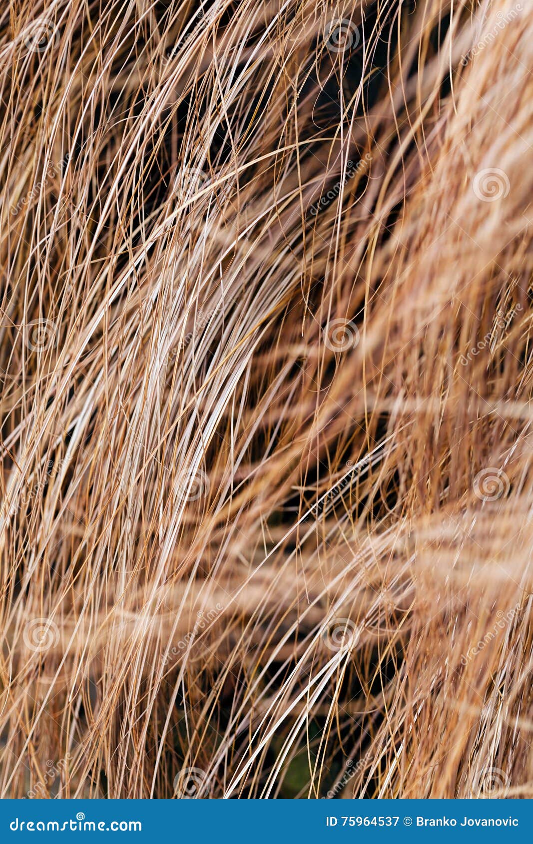 Abstract long dry grass stock image. Image of texture - 75964537