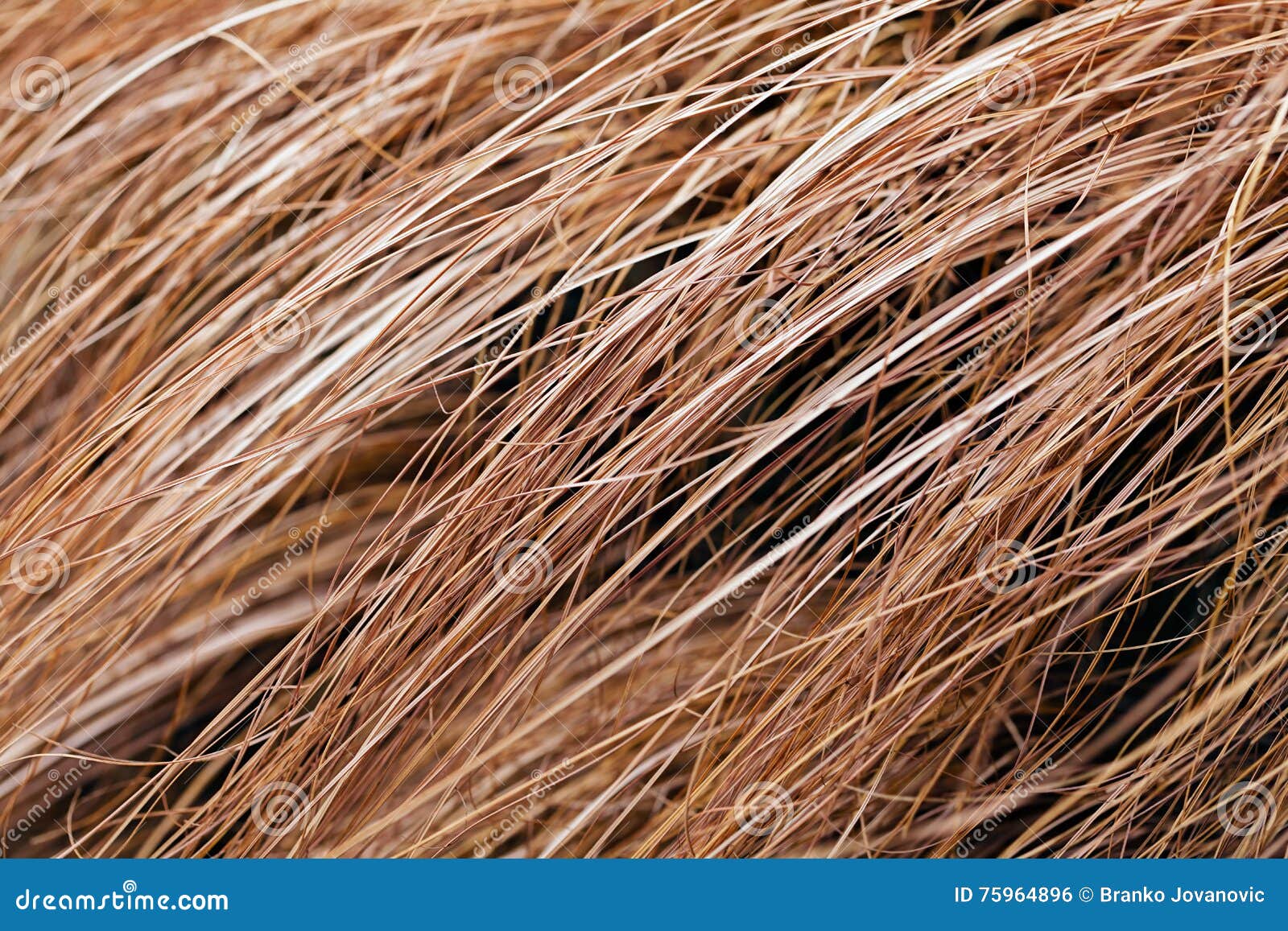 Abstract long dry grass stock photo. Image of summer - 75964896