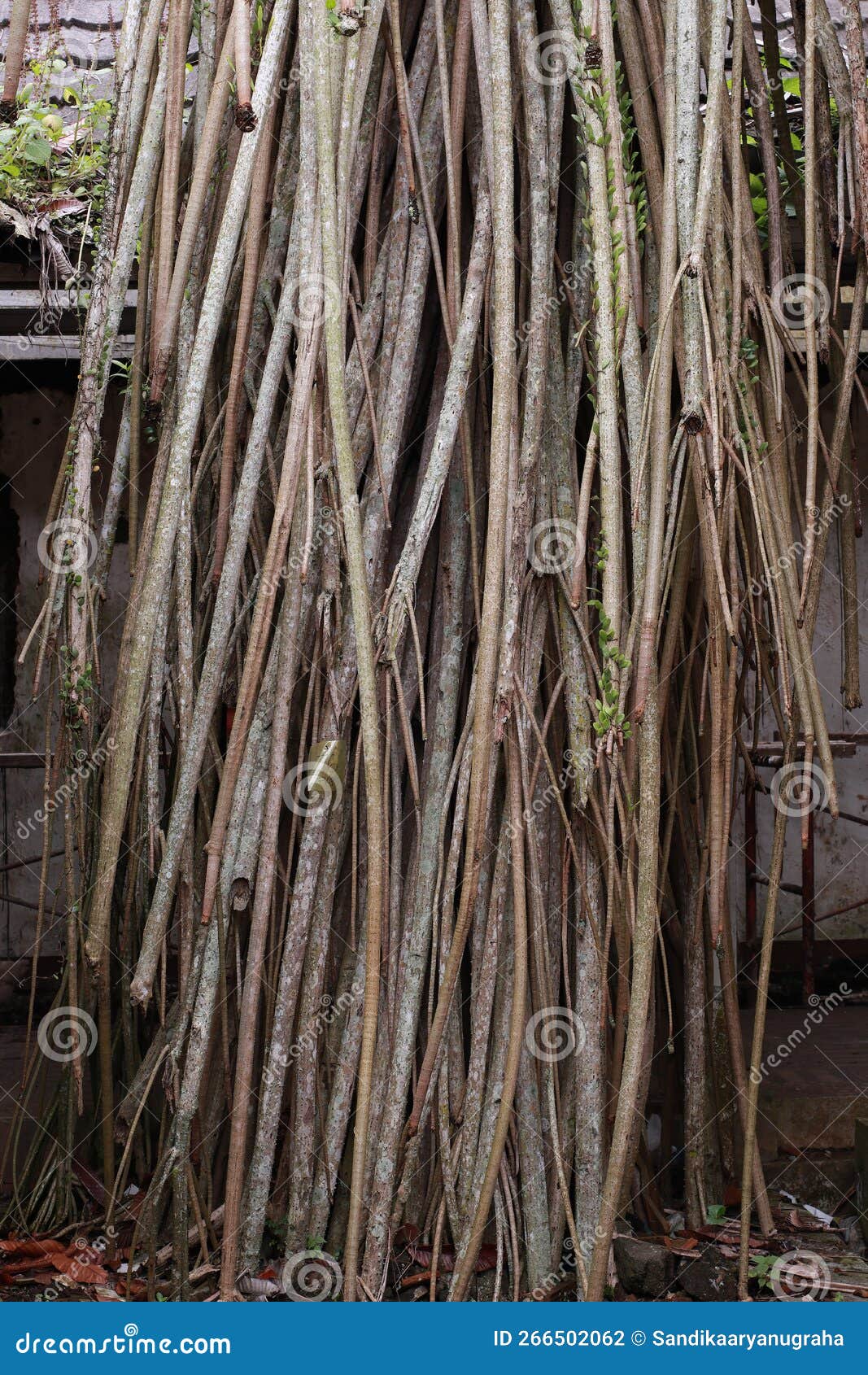 Abstract Long Tree Roots Background. Old Rattan Plant Stock Photo ...