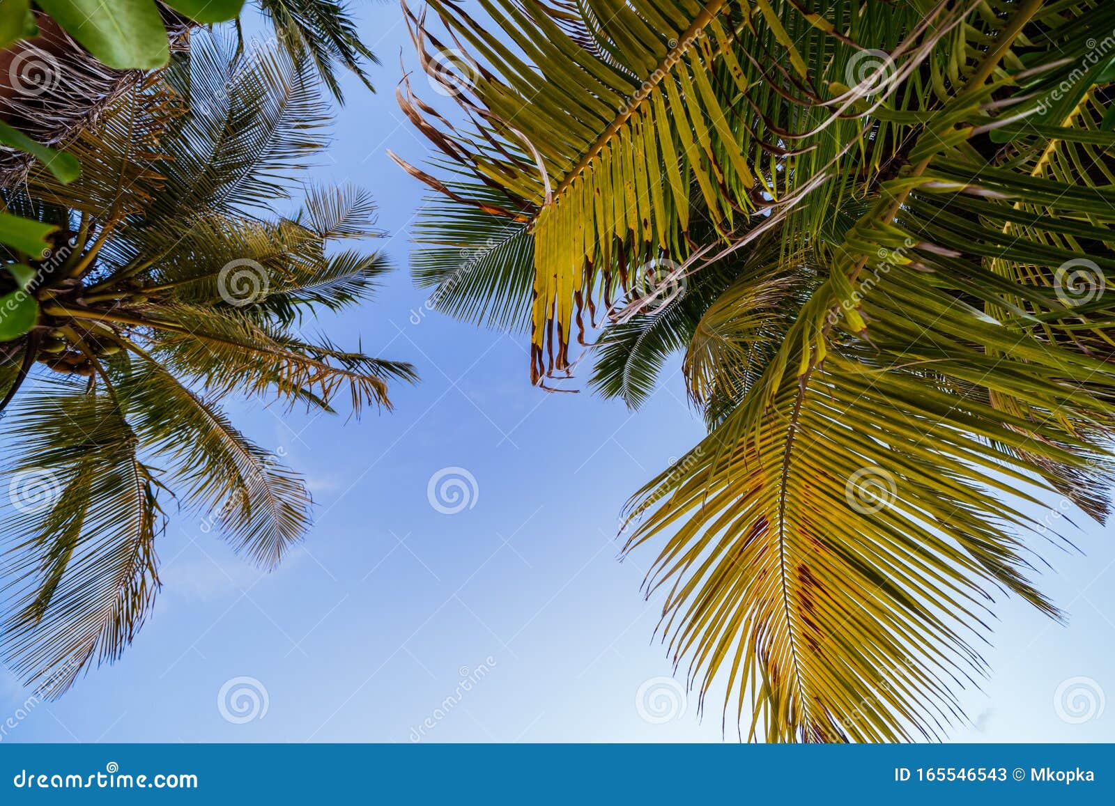 Abstract, Looking Up View of Palm Trees in the Maldvies at Sunset Stock ...