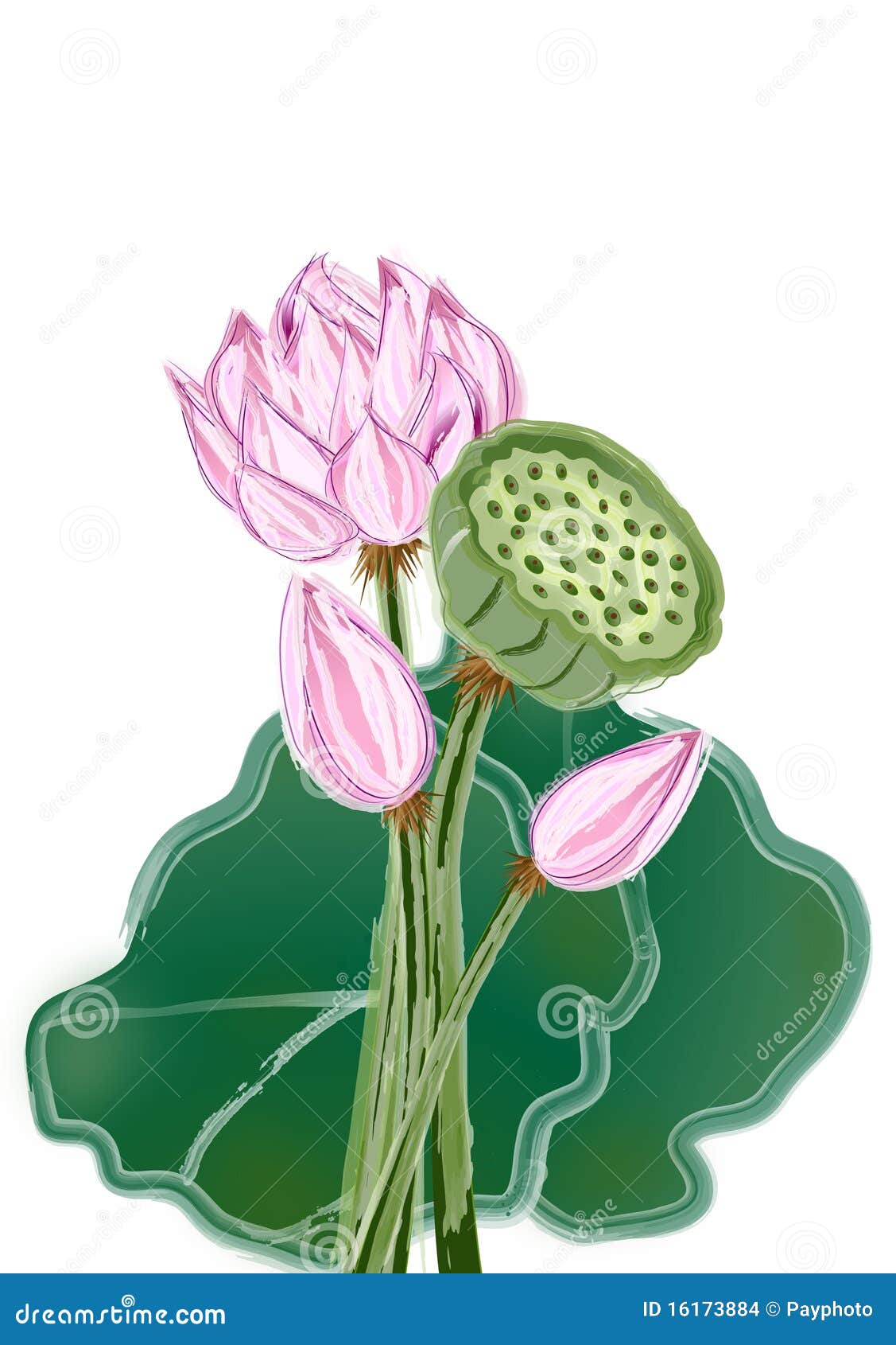 Abstract lotus flower stock vector. Illustration of asia - 16173884