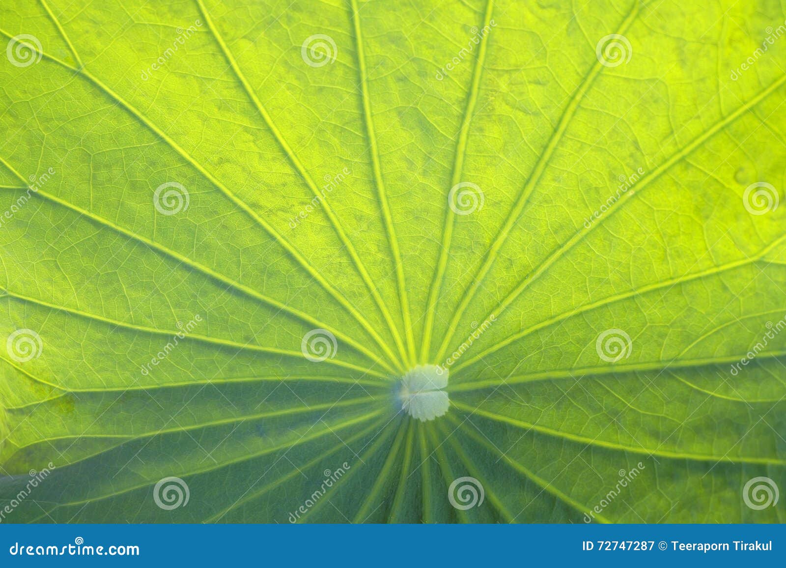 Abstract of Lotus Pad Texture Stock Image - Image of beautiful, scene ...