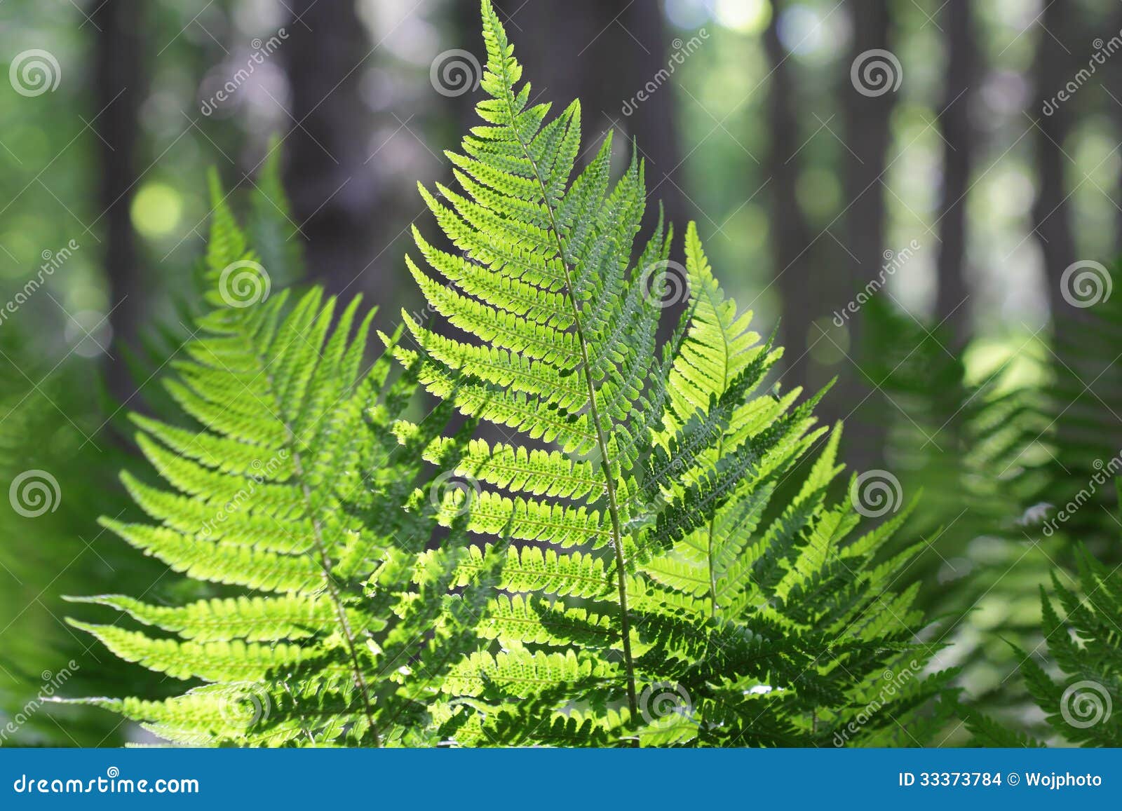 Abstract Lush Forest Green Fern Branches Stock Photo - Image of light ...