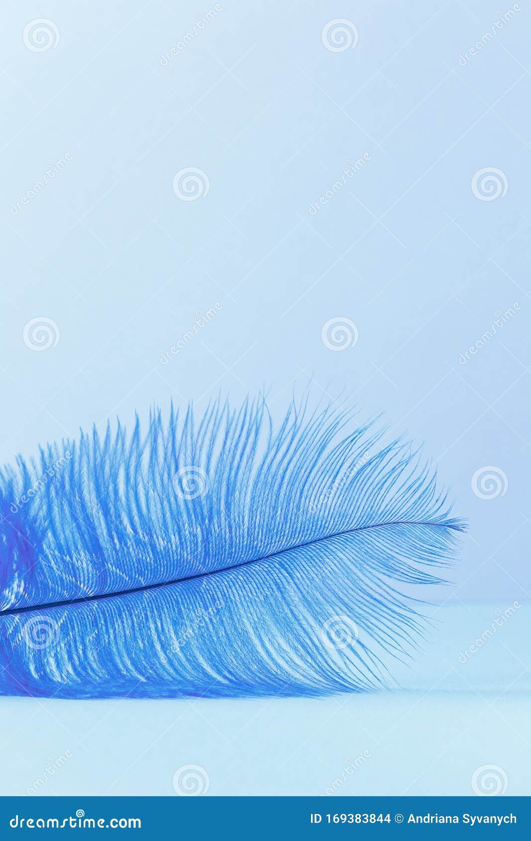 Abstract Luxury Background with Blue Bird Feather Stock Photo - Image ...