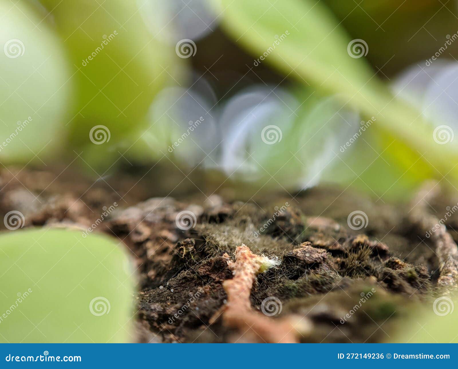 Abstract macro dead moss stock photo. Image of dead - 272149236