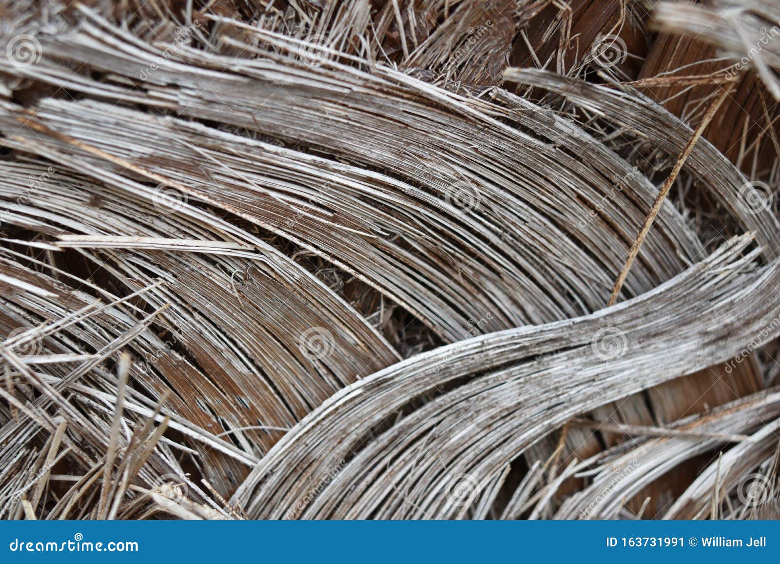 Abstract Macro of Fibers on Palm Tree Stock Image - Image of design ...