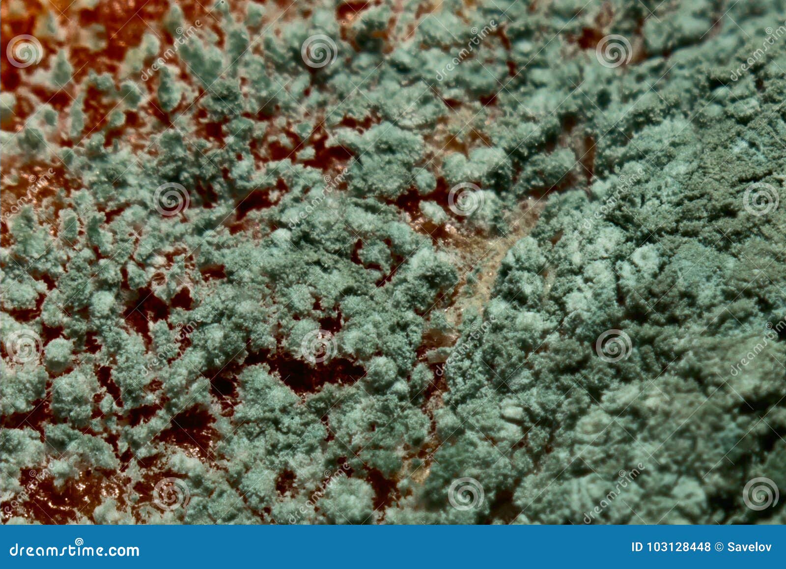 Abstract of Macro with Mold Stock Photo - Image of fungal, gray: 103128448