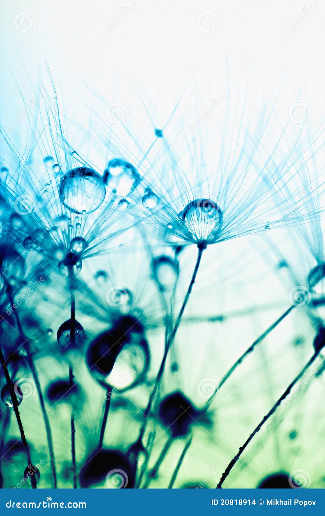 Abstract Macro Of Blue Cluster-lily Flowers Royalty-Free Stock Photo ...