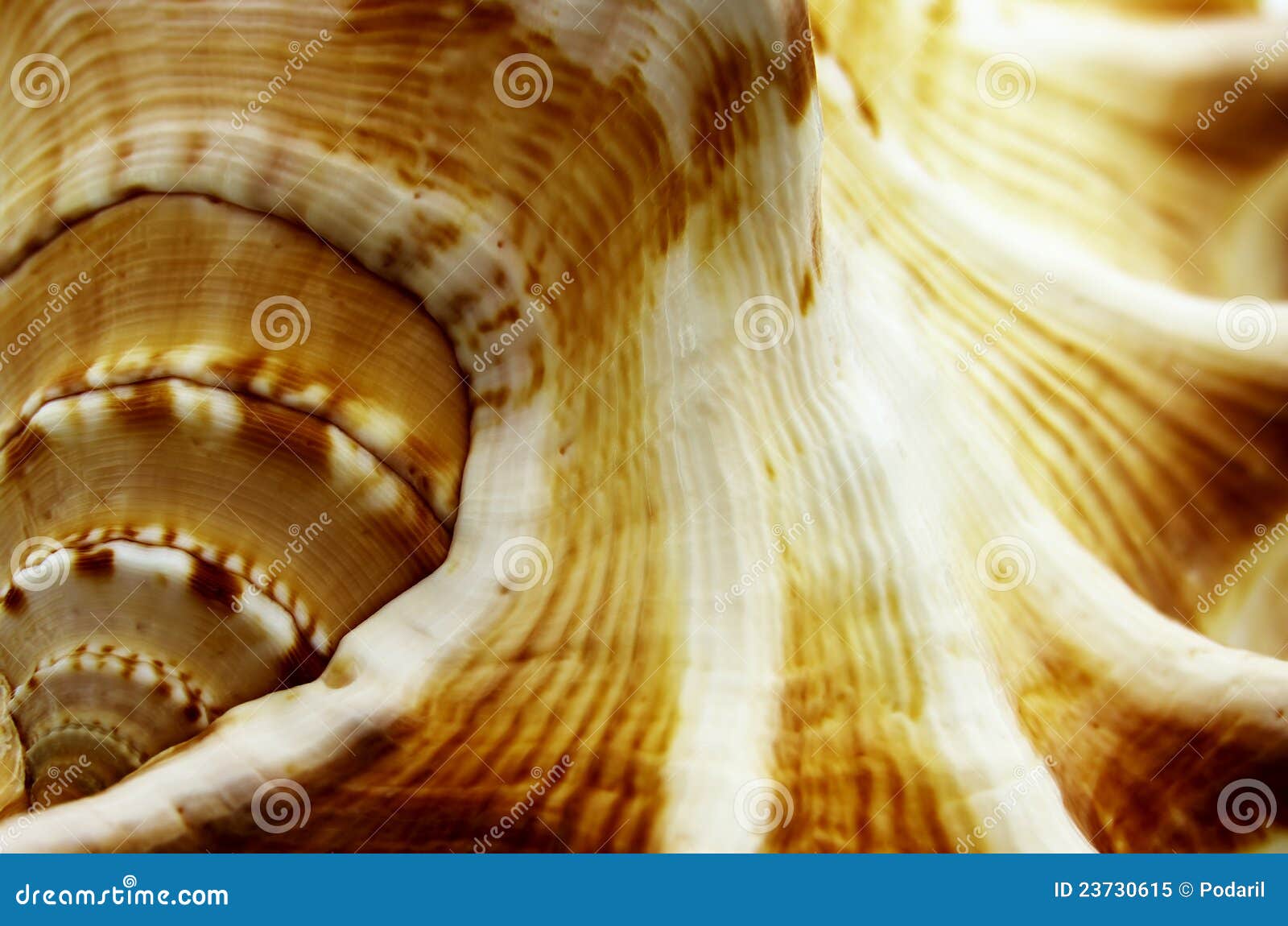 Abstract macro shells stock image. Image of decoration - 23730615