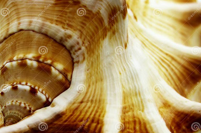 Abstract macro shells stock image. Image of decoration - 23730615