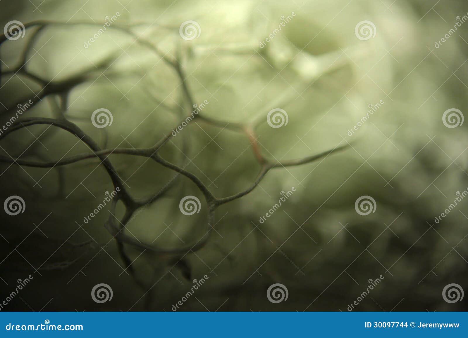 Spanish Moss Abstract Macro Stock Photo - Image of moss, abstract: 30097744