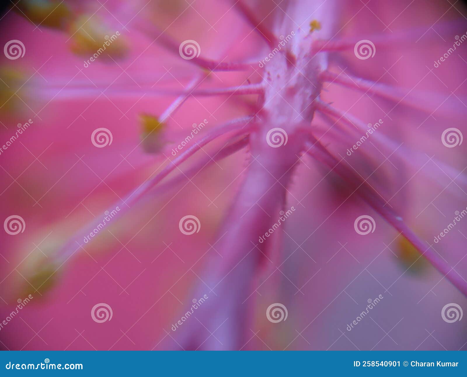 Abstract Macroscopic Flower Pollen Close-up Stock Image - Image of ...