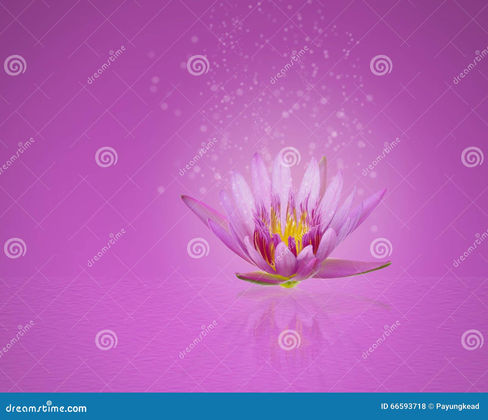 Abstract Magic Beautiful Pink Lotus Stock Photo - Image of closeup ...