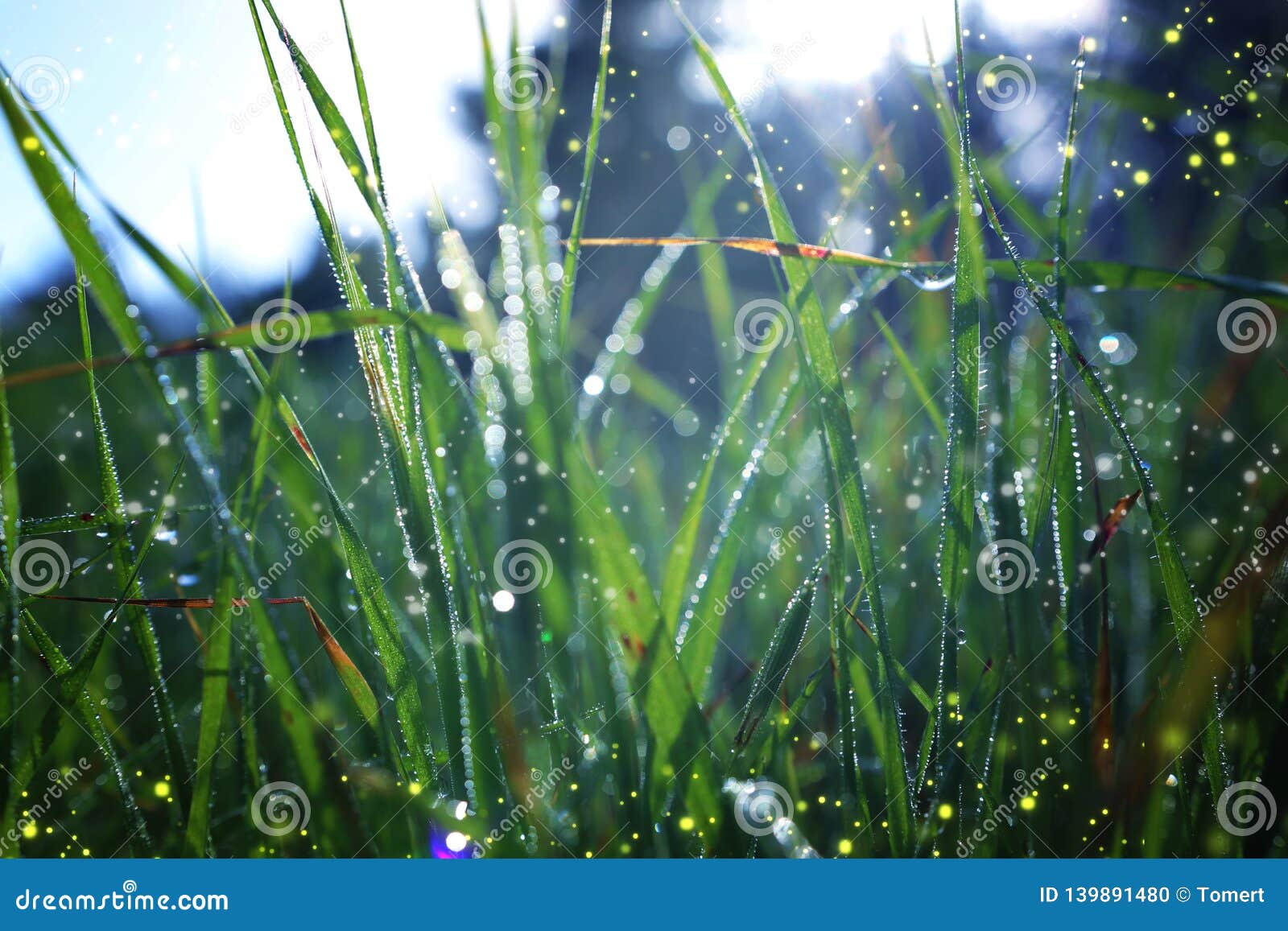 Abstract and Magical Image of Firefly Flying in Grass at Twilight Time ...