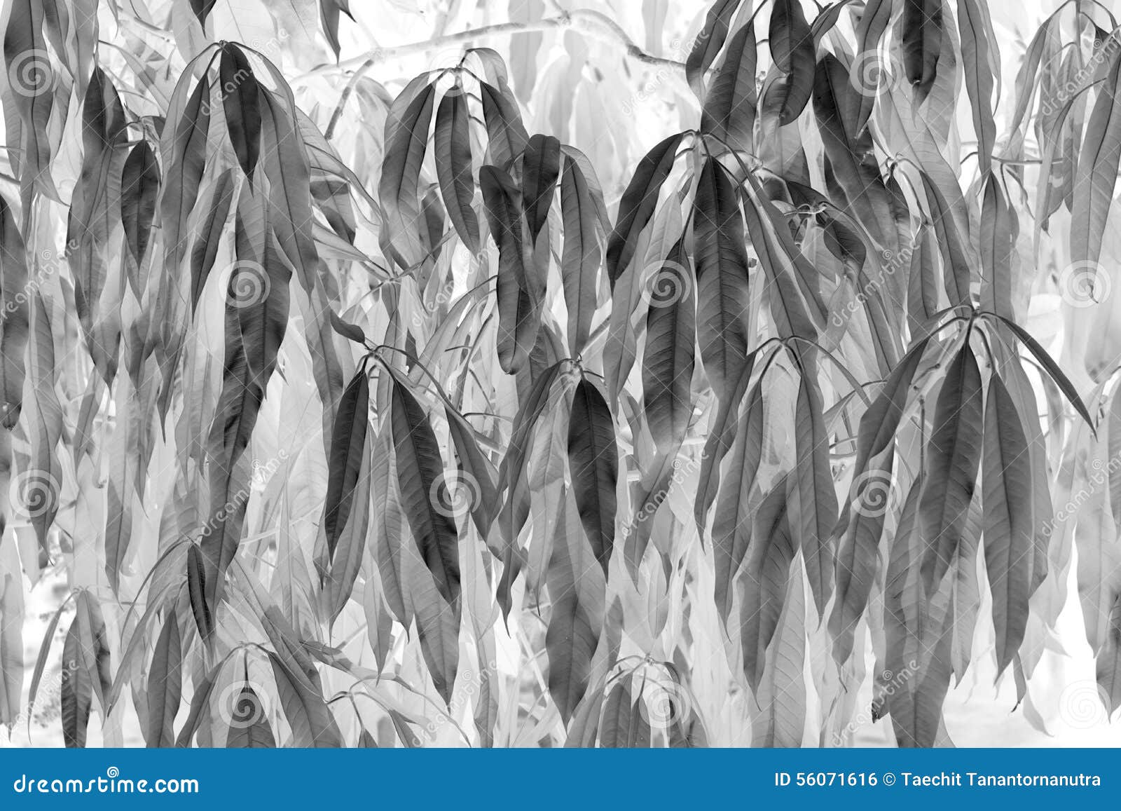 Abstract Mango Young Leaves Stock Photo - Image of abstract, vegetarian ...