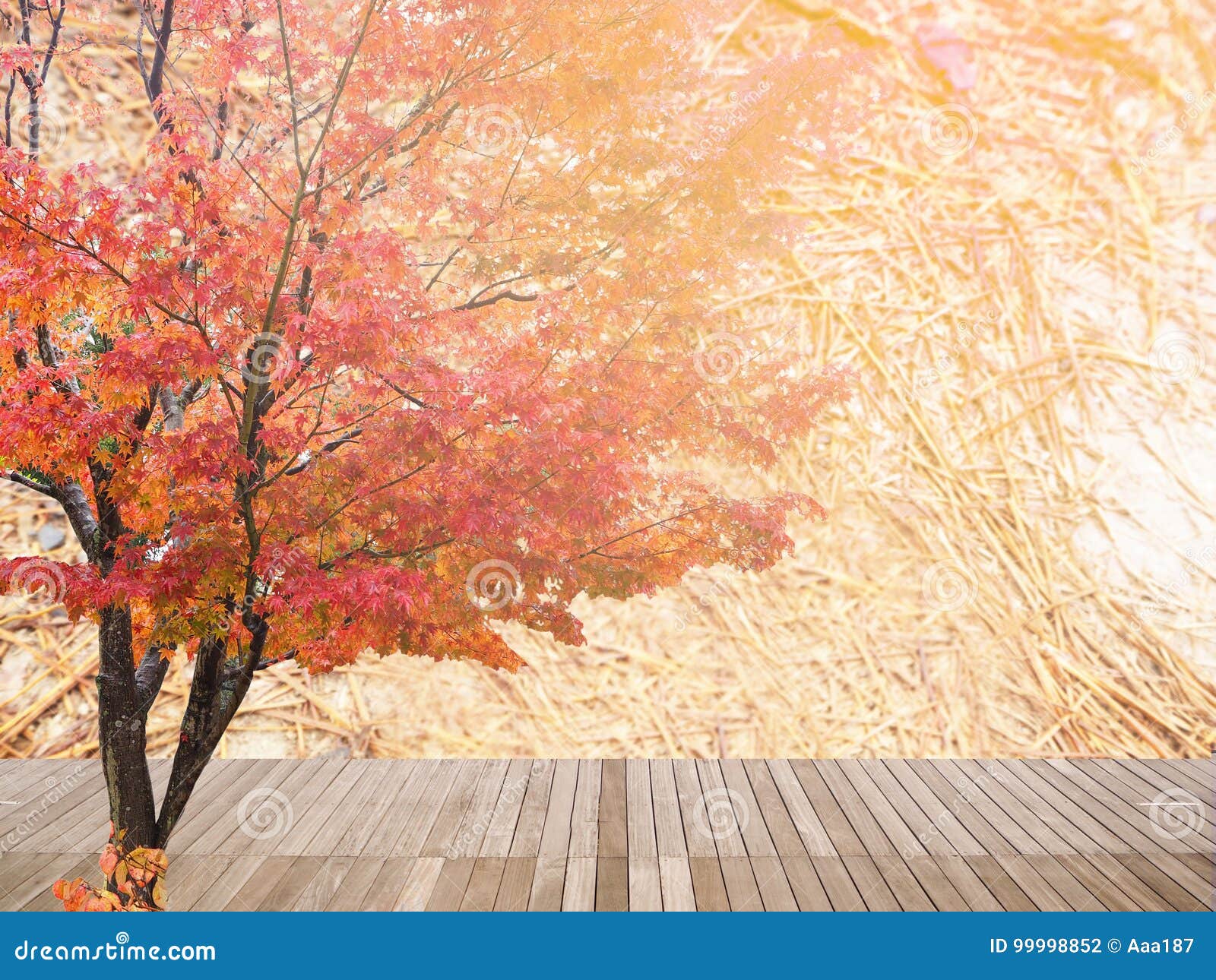 Abstract Maple Tree in Autumn Stock Photo - Image of background, yellow ...