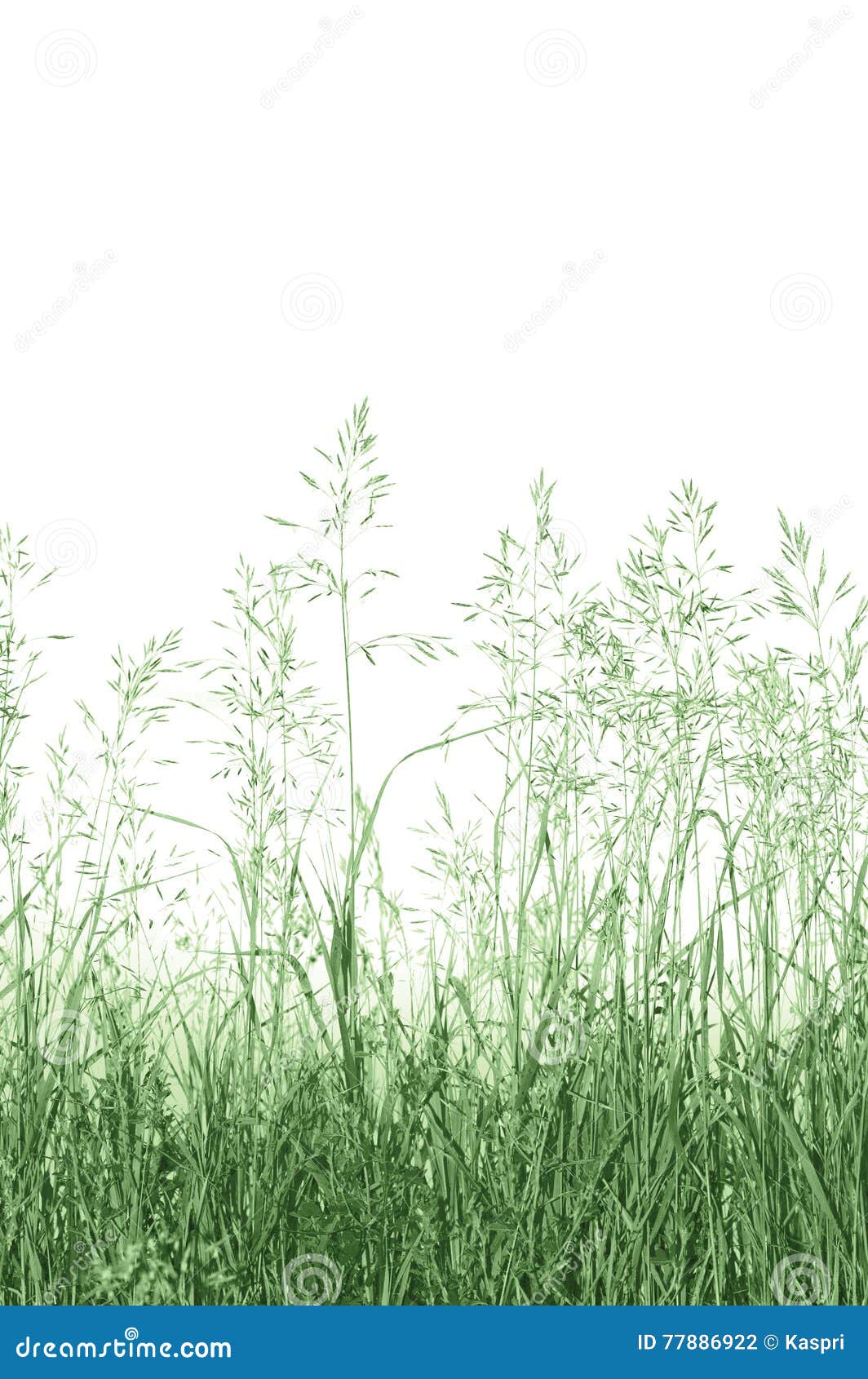 Abstract Meadow Grass Background, Large Detailed Isolated Macro ...