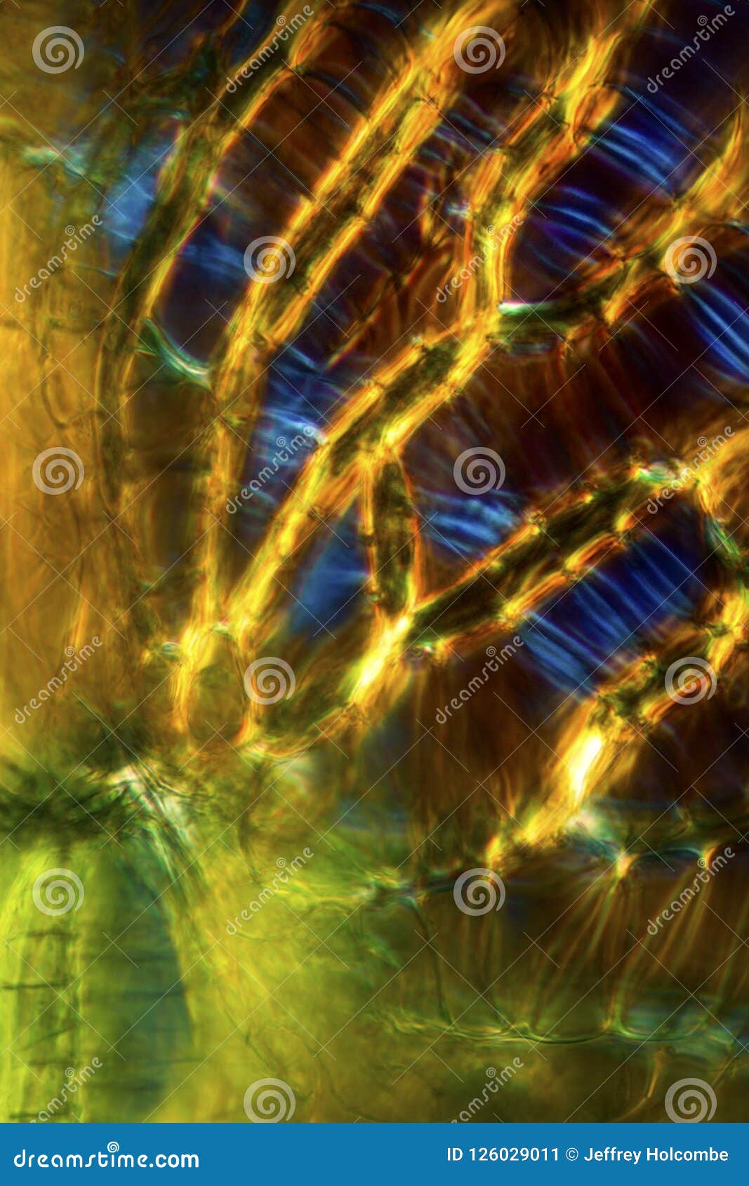 Abstract Micrograph of Basal Cells in a Peat Moss Leaf. Stock Image ...