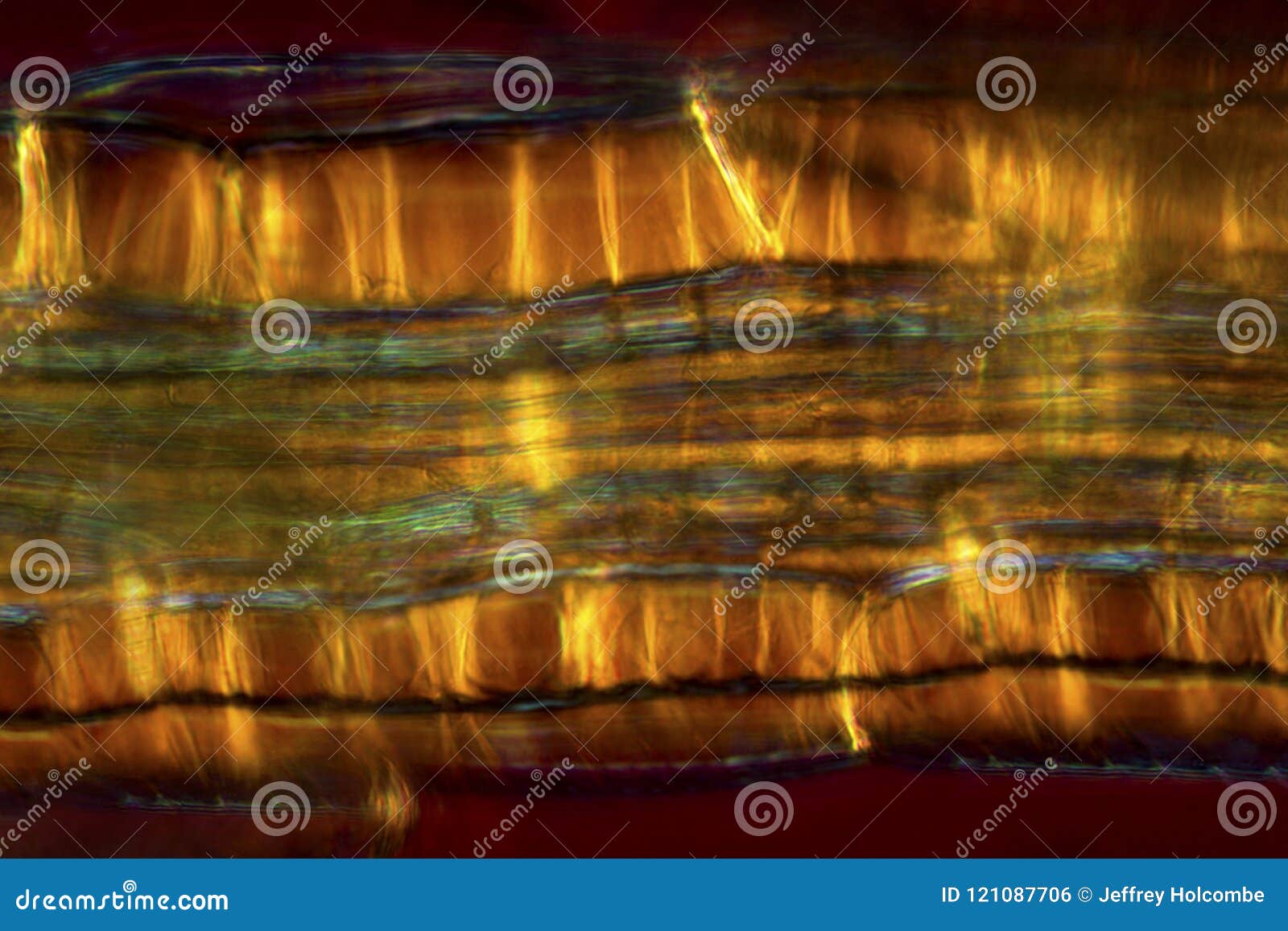 Abstract Micrograph of Colorful Patterns in a Peat Moss Branch. Stock ...