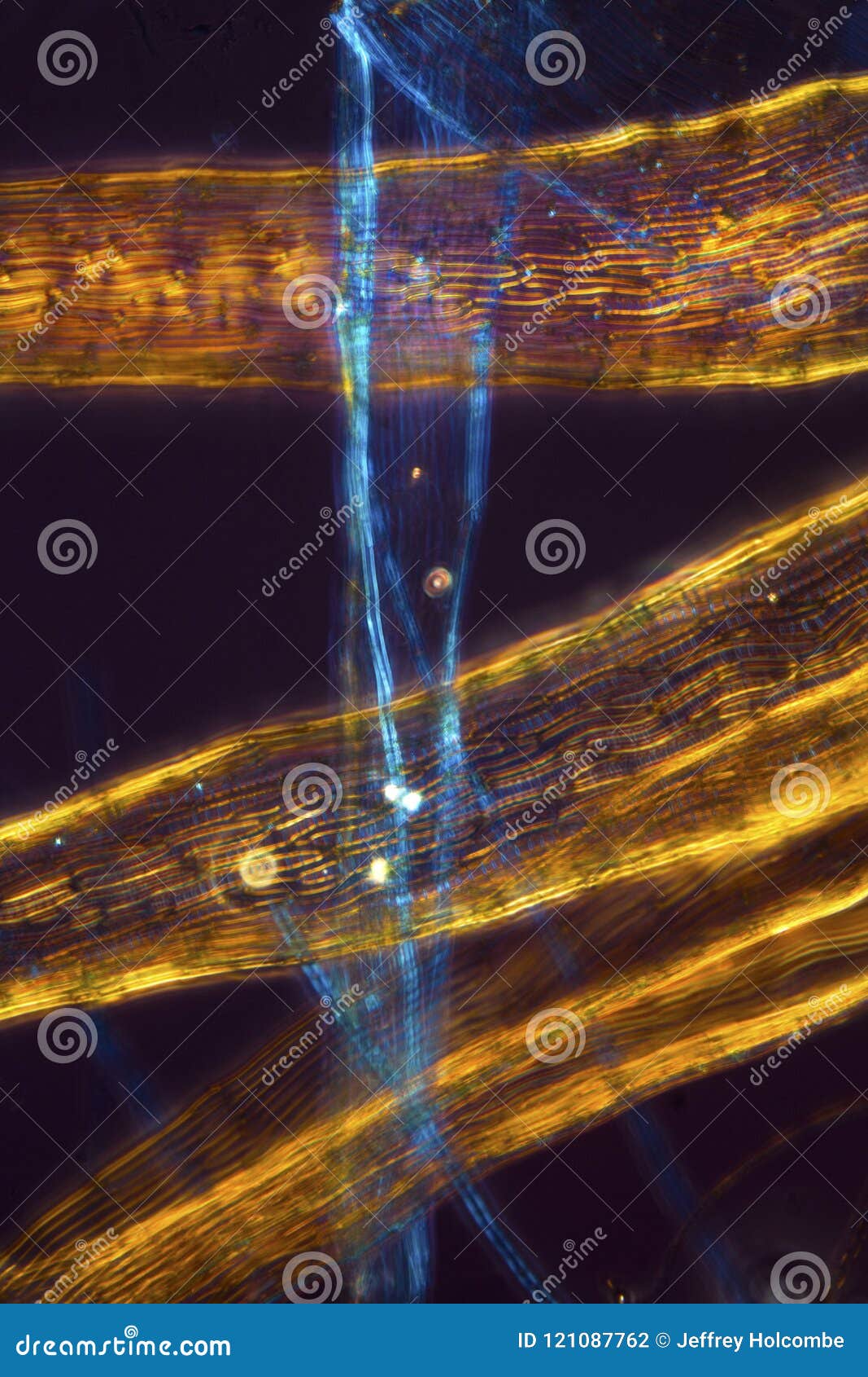 Abstract Micrograph of Colorful Patterns in Peat Moss Leaves. Stock ...