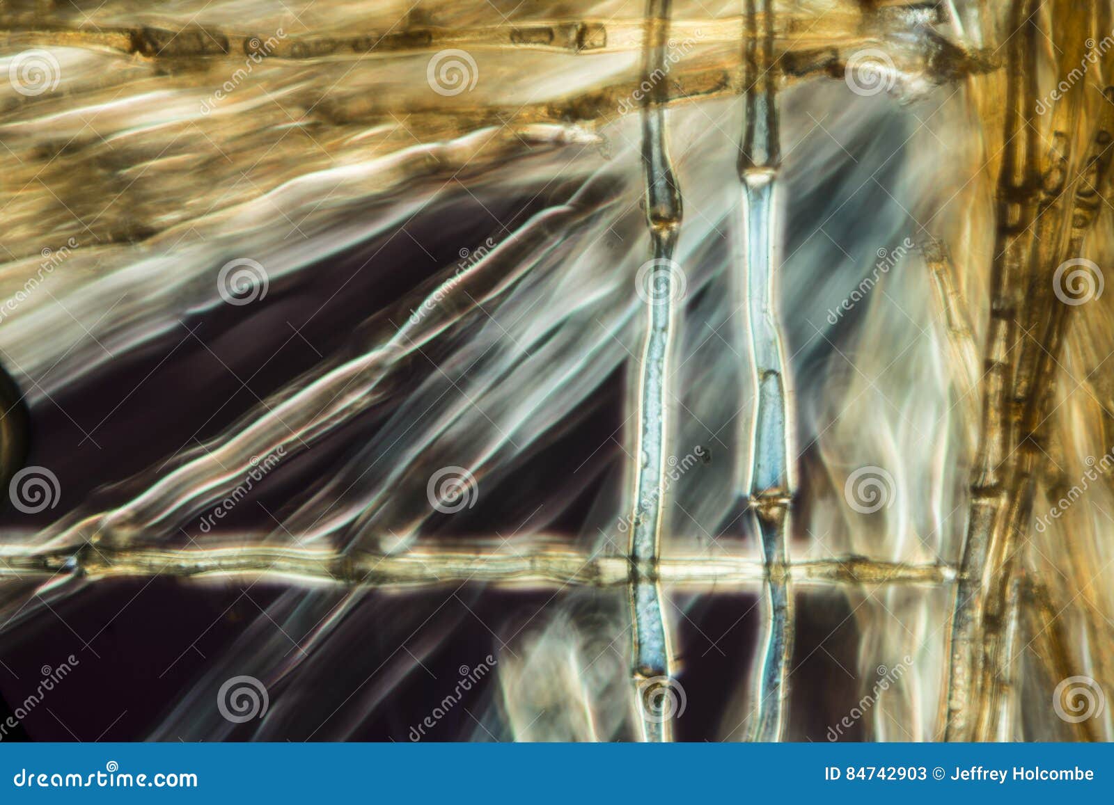 Abstract Micrograph of Fibers from a Sycamore Fruit Ball. Stock Image ...