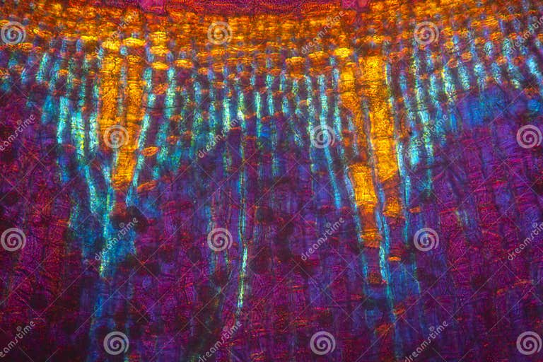 Abstract Micrograph of a Moss Capsule with Polarization at 200x Stock ...