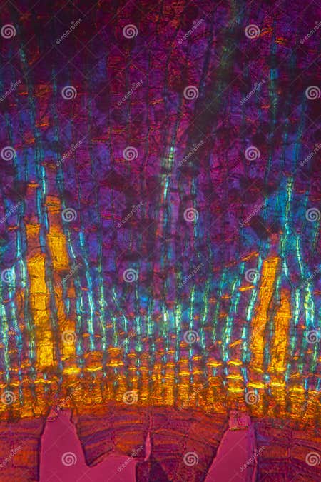 Abstract Micrograph of a Moss Capsule with Polarization at 200x Stock ...