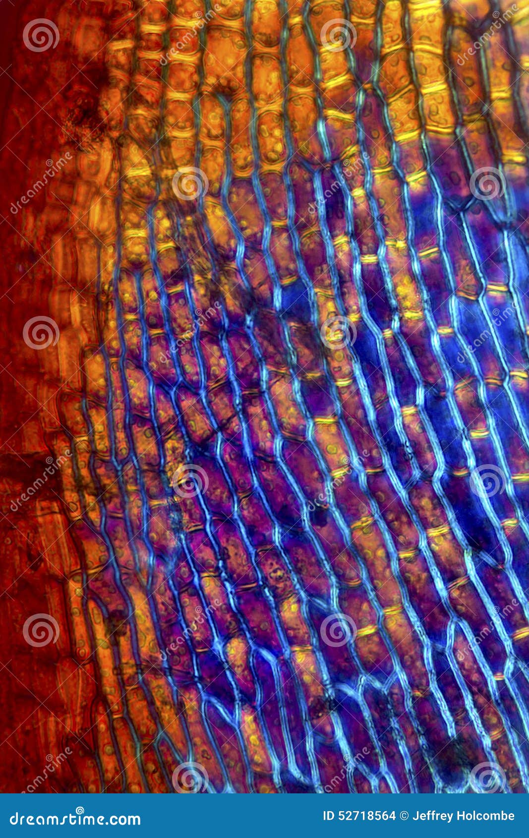 Abstract Micrograph of Moss Cells from a Polarizing Microscope. Stock ...