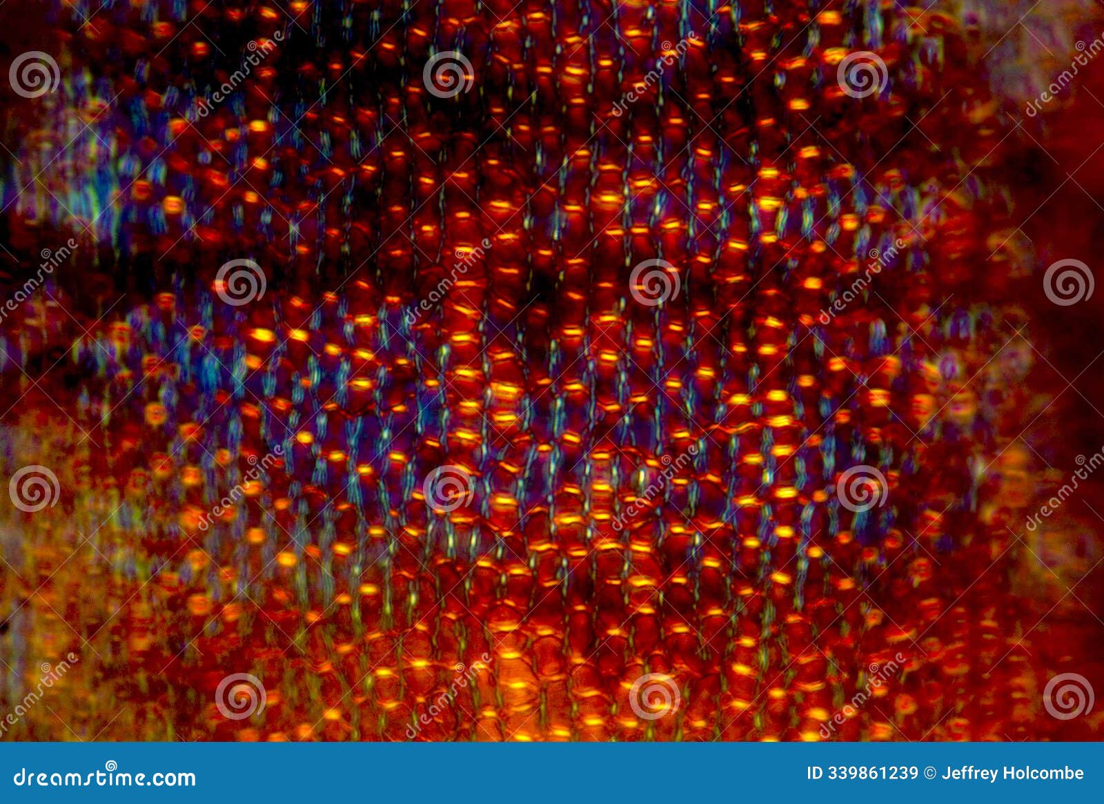 Abstract Micrograph Of Cell Walls From An Acorn Bract, With Wate ...