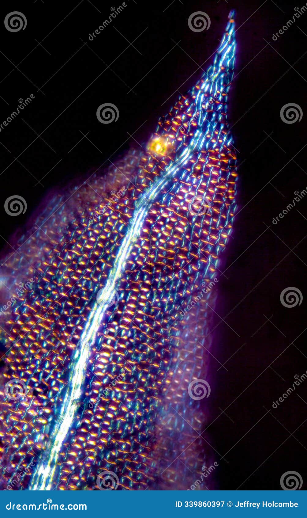 Abstract Micrograph of a Moss Leaf, Aulacomnium Palustre, with ...