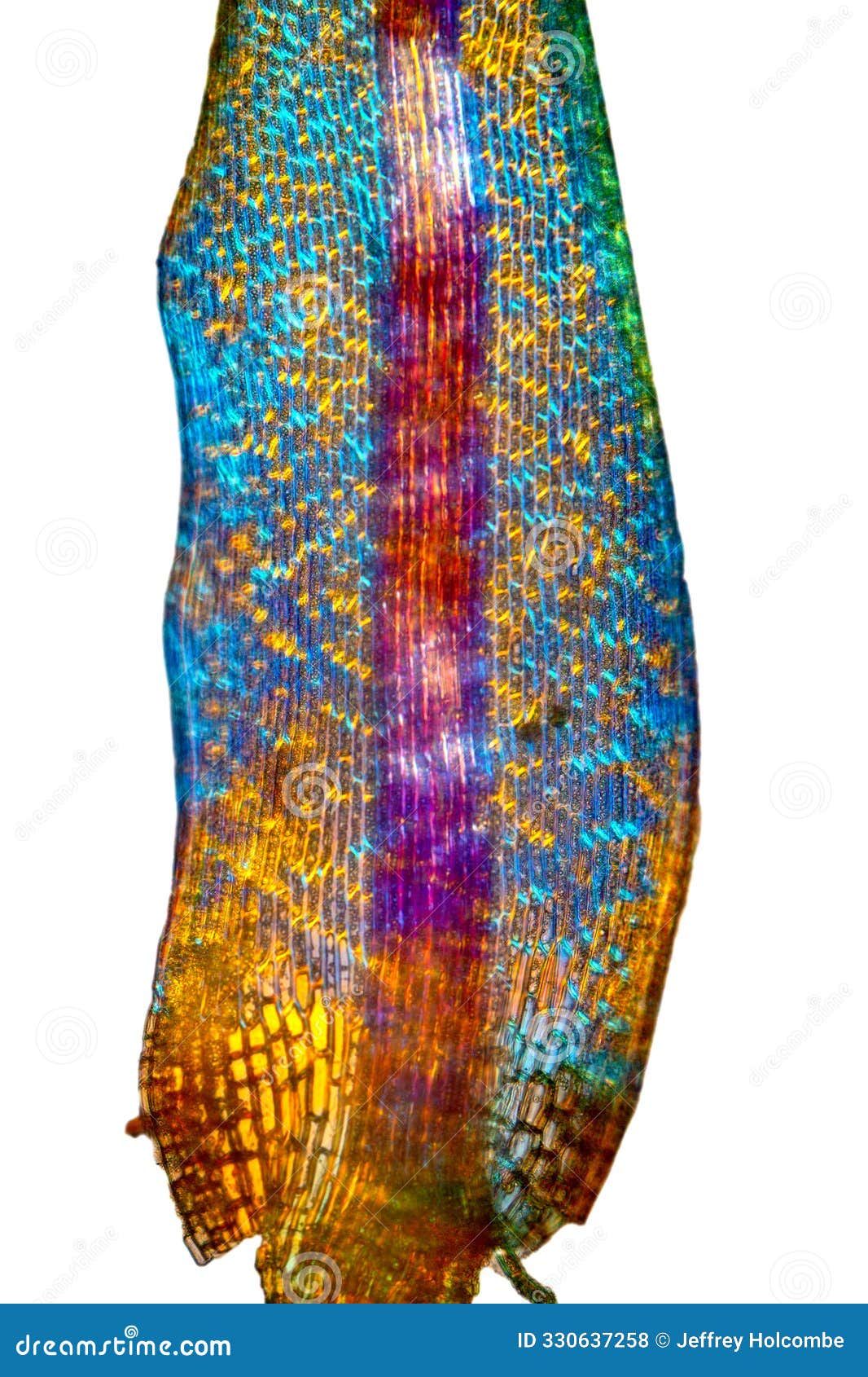 Abstract Micrograph of a Moss Leaf, with Polarization Stock Photo ...