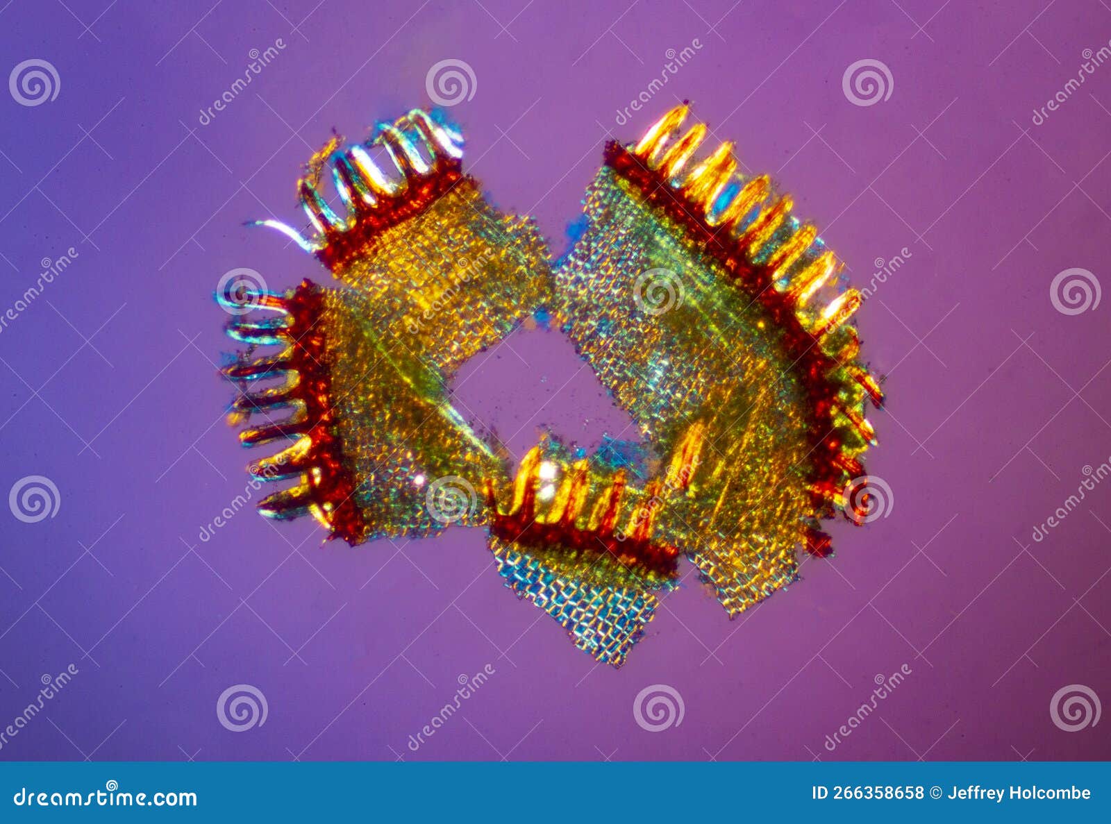 Abstract Micrograph of a Moss Peristome, with Polarization, at 40x ...