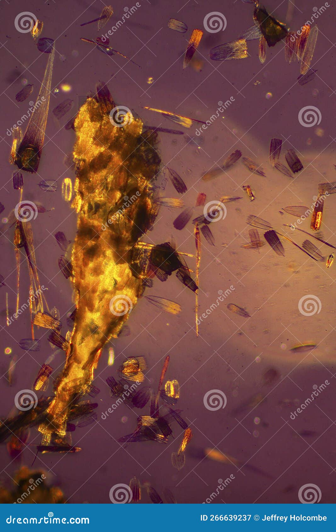 Abstract Micrograph of Moth Wing Scales Appear To Be Exploding Stock ...