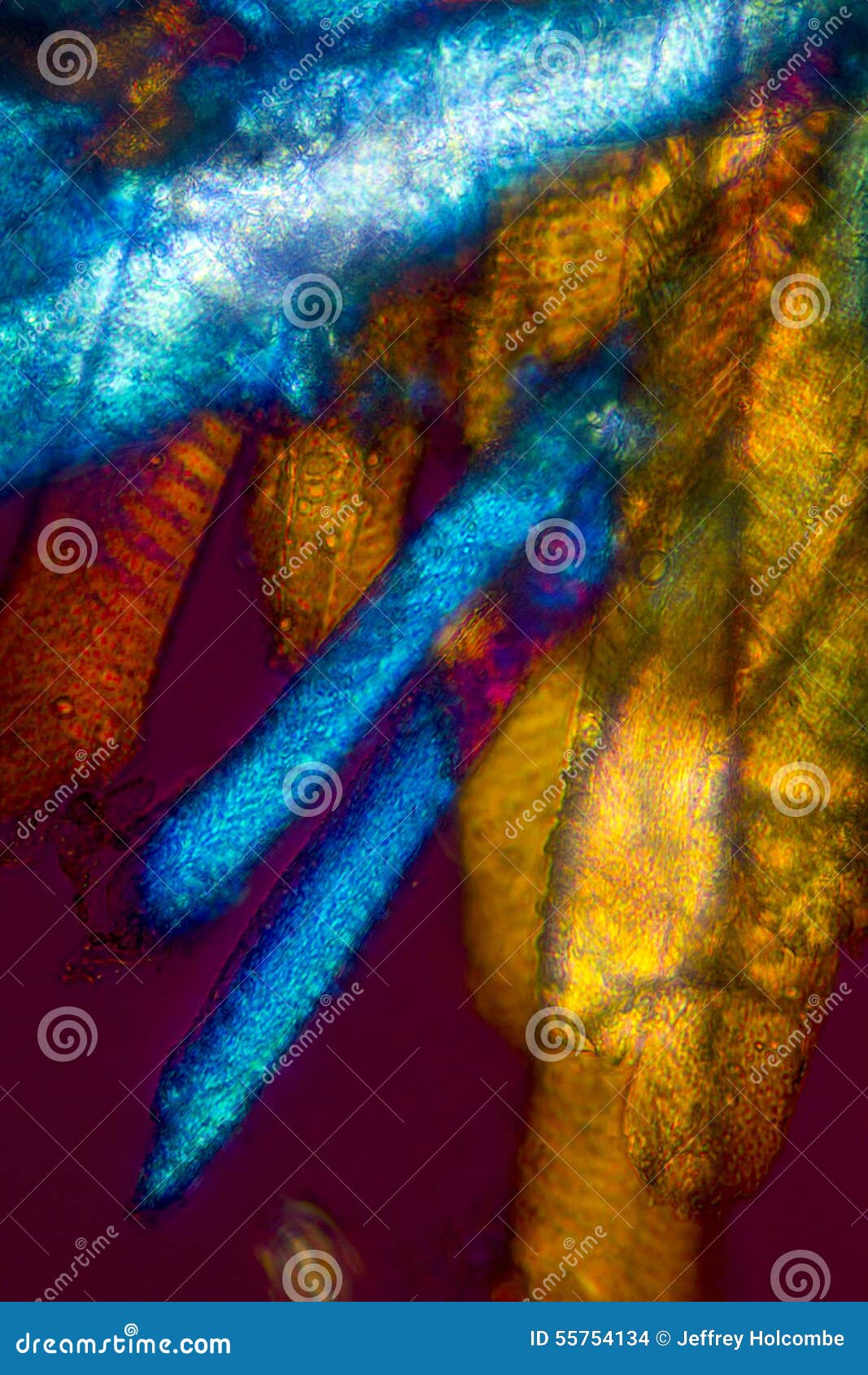 Abstract Micrograph of Muscle Tissue from a Bumble Bee. Stock Photo ...