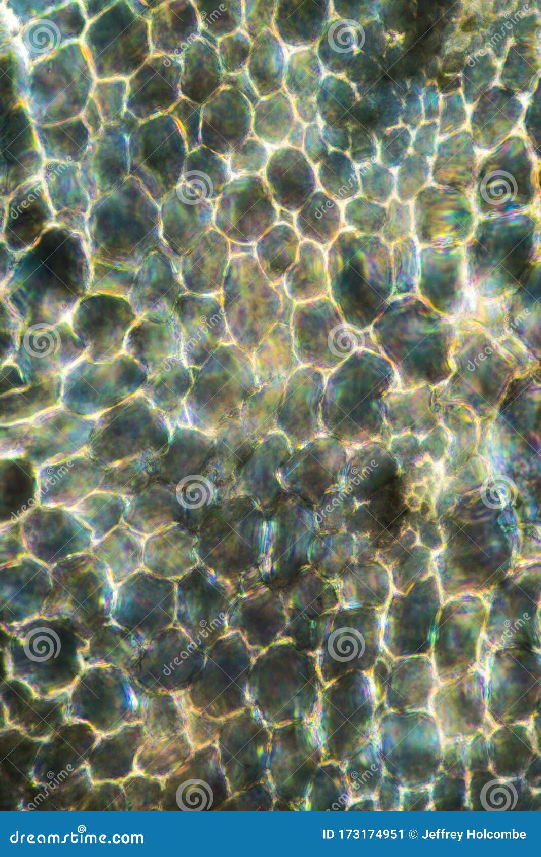 Abstract Micrograph of Parts of a Lily Flower Stock Image - Image of ...