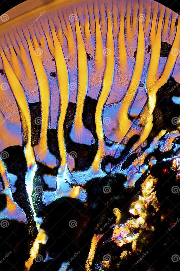 Abstract Micrograph of Patterns in Glue on a Microscope Slide. Stock ...