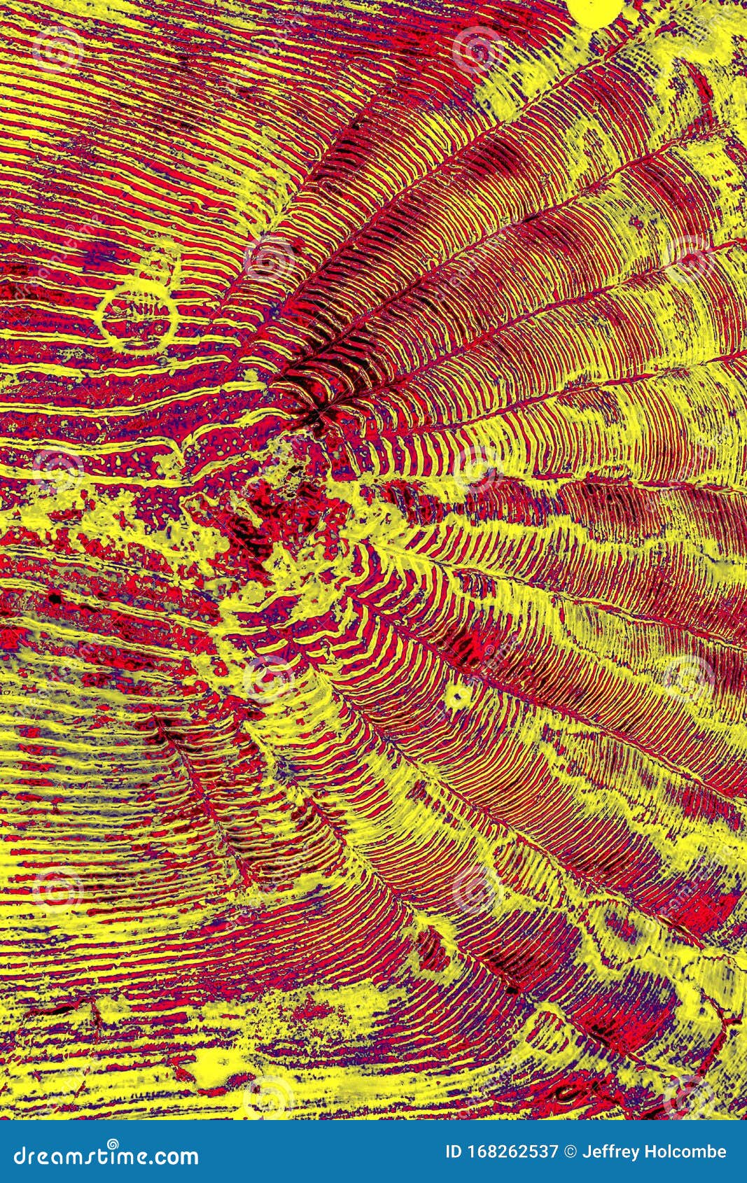 Abstract Micrograph of Patterns in a Scale from a Grouper Stock Image ...