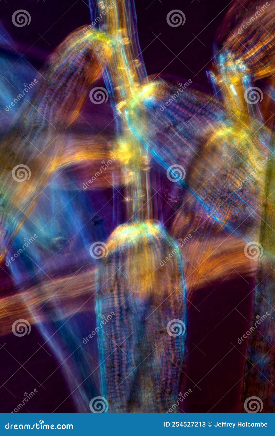 Abstract Micrograph of Peat Moss Leaves, with Polarization Stock Image ...