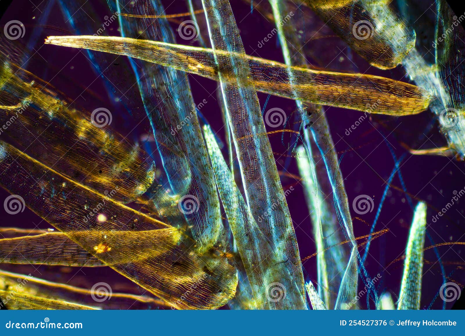 Abstract Micrograph of Peat Moss Leaves, with Polarization Stock Photo ...
